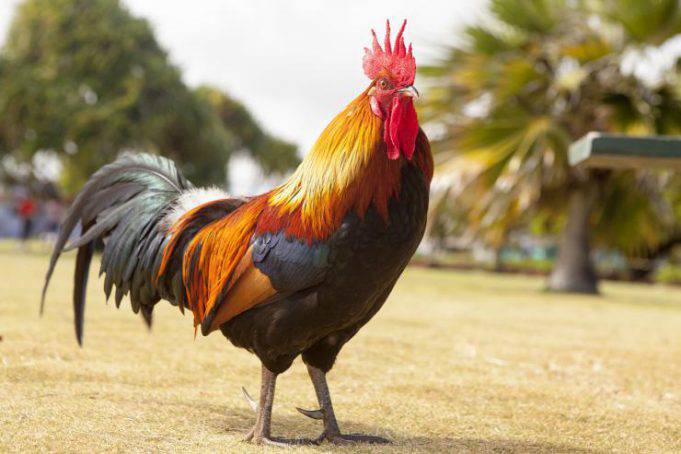 Caratteristiche del gallo: come capire e gestire questo gallinaceo