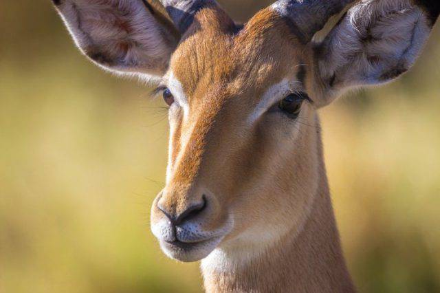 L'antilope: cosa mangia, dove vive, caratteristiche e curiosità