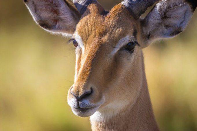 L'antilope: cosa mangia, dove vive, caratteristiche e curiosità