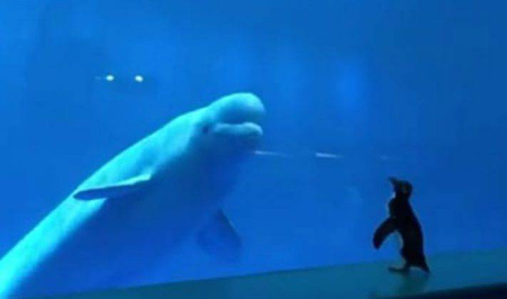 Amicizia animali: le dolci immagini dell'affetto tra il beluga ed il ...
