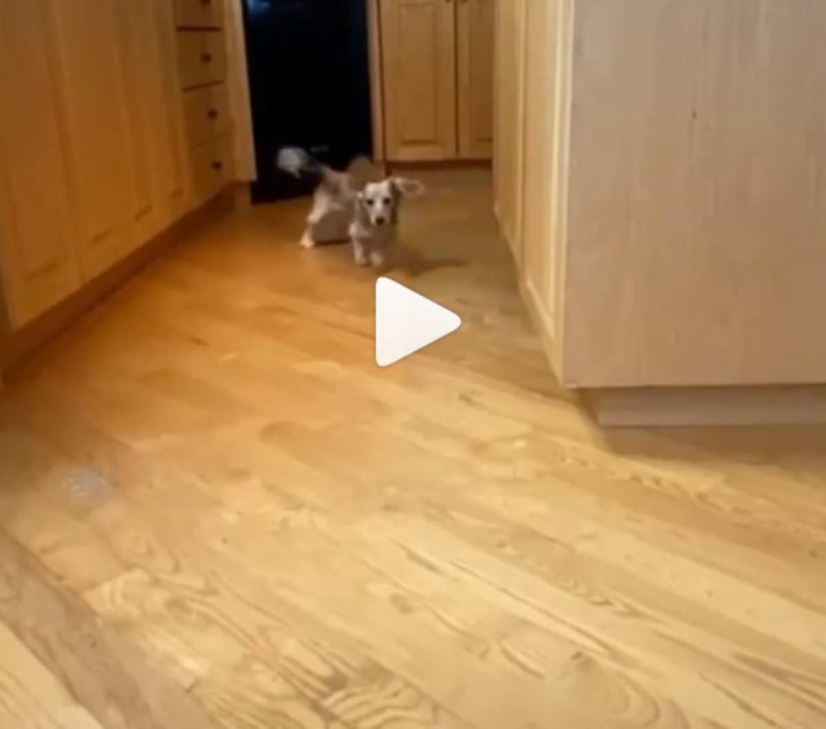 Il cane scappa perchè inseguitori. Il video diventa virale!