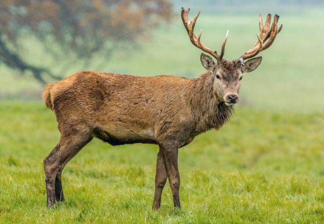 Caprioli, alci, cervi e renne: le specie di cervidi nel mondo