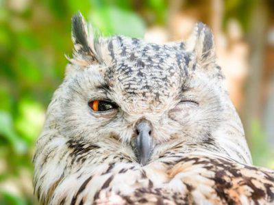 Curiosità sul gufo: nozioni e leggende su questo carismatico rapace