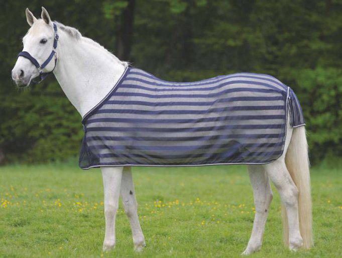 Coperta per il cavallo: quando è utile per la salute dell'equino