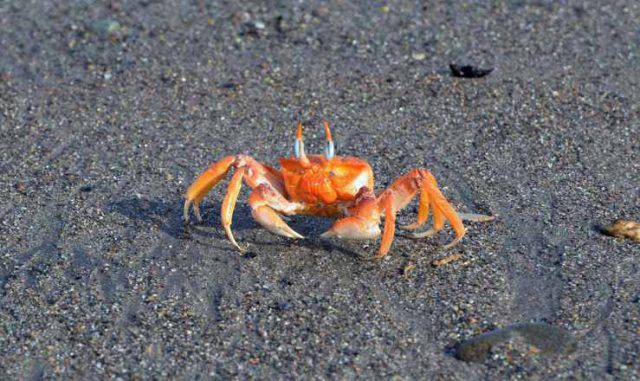 Granchio di mare: come vive e quali sono i rischi per l'uomo