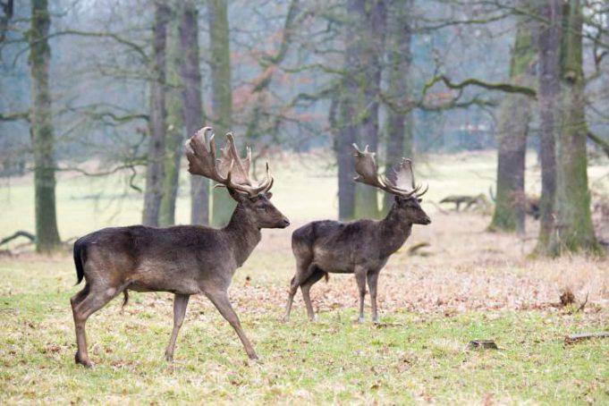 Caprioli, alci, cervi e renne: le specie di cervidi nel mondo