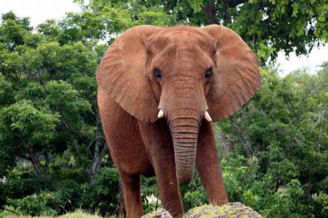 La proboscide dell'elefante: tutti gli usi e le utilità di un alleato ...