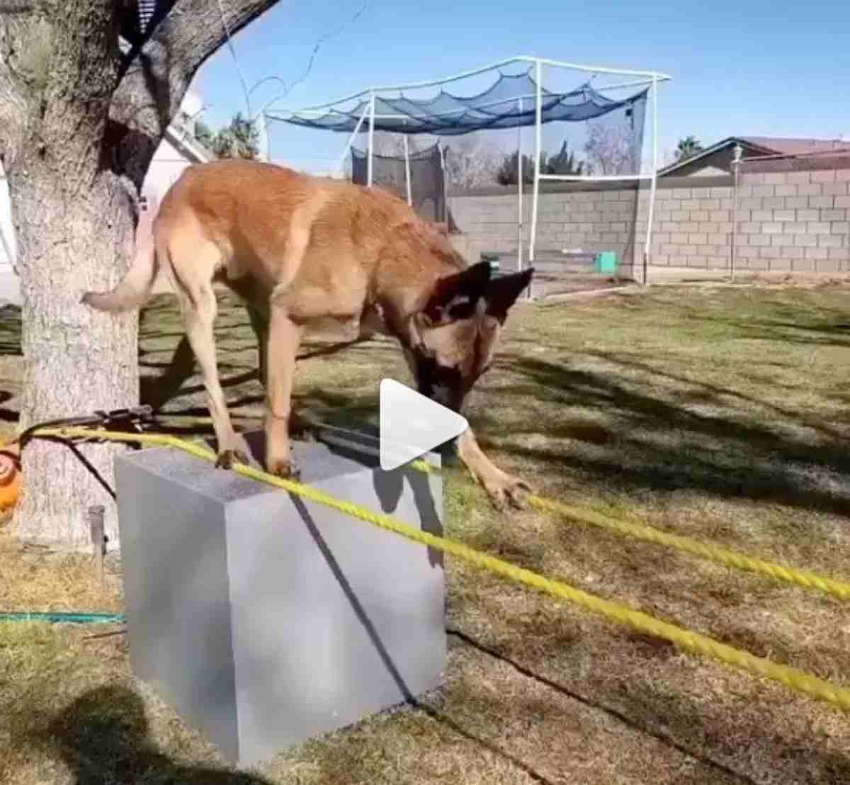 Abilità incredibili: il cane nel video esegue un esercizio di equilibrio