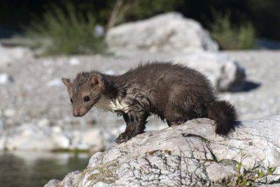 La faina: le caratteristiche, l'habitat e l'alimentazione
