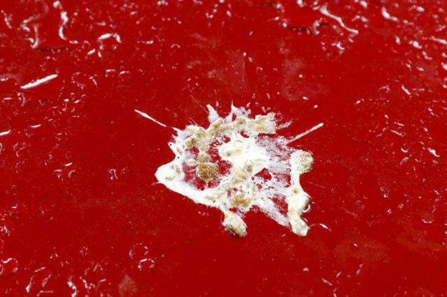 Perché la cacca degli uccelli è bianca: cosa indica il suo colore