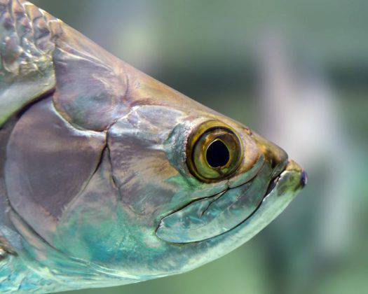 Come vedono i pesci: cosa cambia in base alla luce