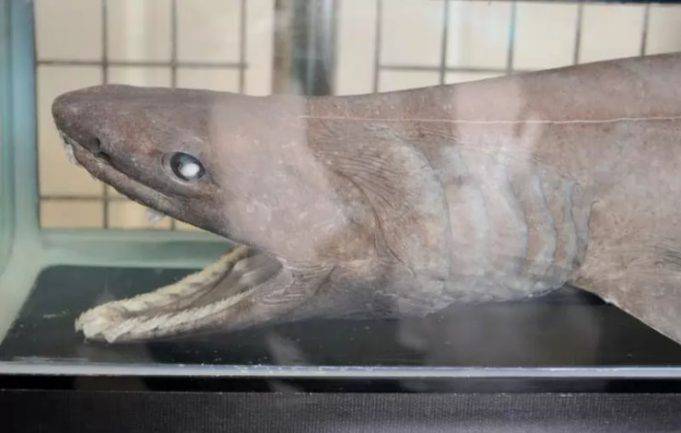 Lo squalo dal collare: un mix rettile e squalo che viene dalla preistoria