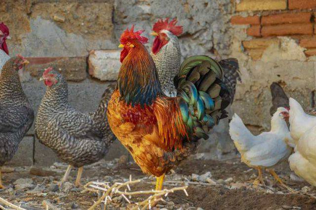Caratteristiche del gallo: come capire e gestire questo gallinaceo