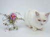 Gatto Munchkin: prezzo, carattere, cura, alimentazione, salute, curiosità