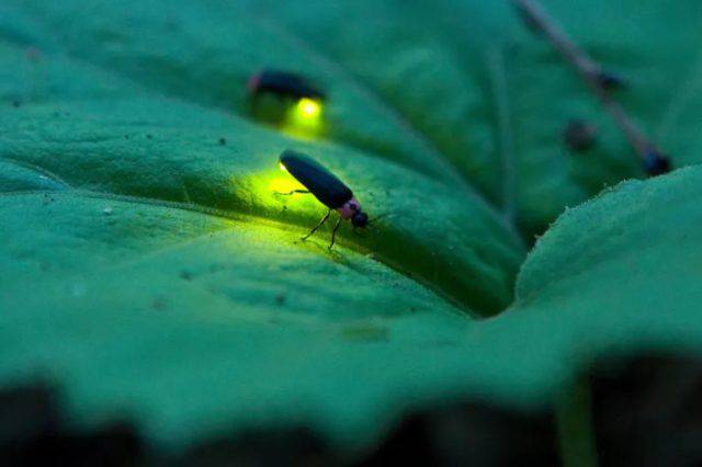 Le lucciole, 10 curiosità su questo splendente insetto che non conoscevi
