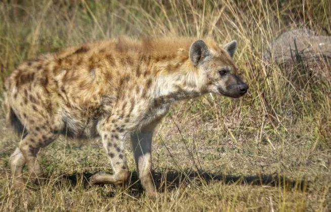 La iena: cosa mangia, dove vive, caratteristiche e curiosità