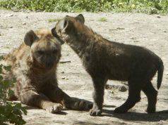 La iena: cosa mangia, dove vive, caratteristiche e curiosità
