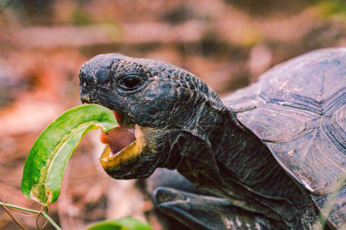 Cibi adatti e non adatti per le tartarughe: cosa mangiano e cosa fa male