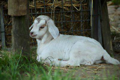 La capretta tibetana nana come animale domestico: cosa sapere