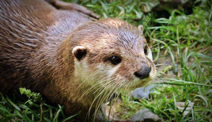 La lontra: caratteristiche, habitat, riproduzione e alimentazione