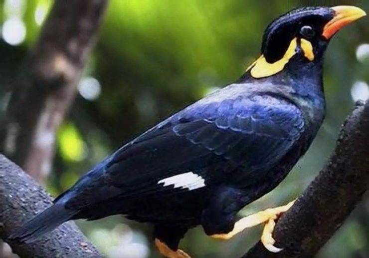 Come insegnare al merlo indiano a parlare: tutti i passi da seguire