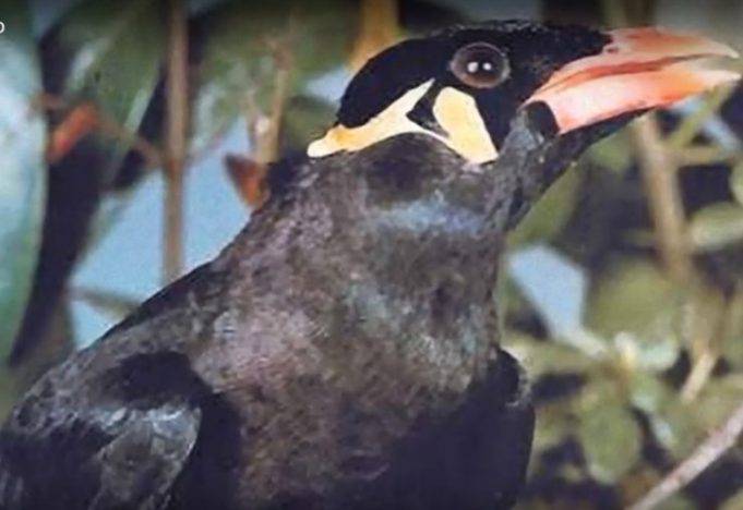 Il merlo indiano: caratteristiche, habitat e alimentazione