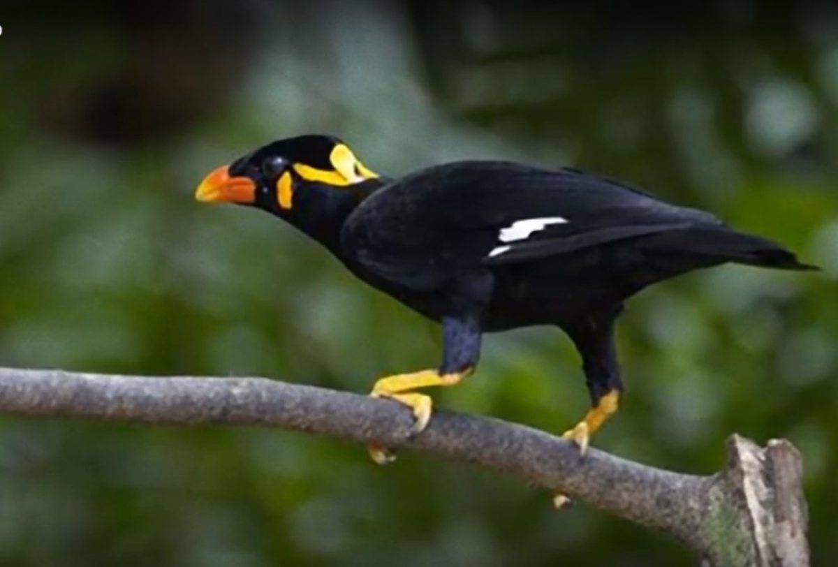 Come insegnare al merlo indiano a parlare: tutti i passi da seguire