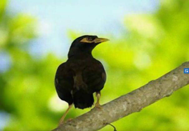 Il merlo indiano: caratteristiche, habitat e alimentazione