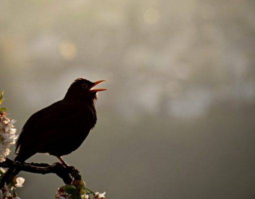 Il merlo indiano: caratteristiche, habitat e alimentazione