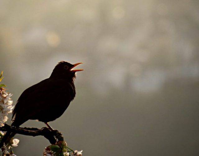 Il merlo indiano: caratteristiche, habitat e alimentazione