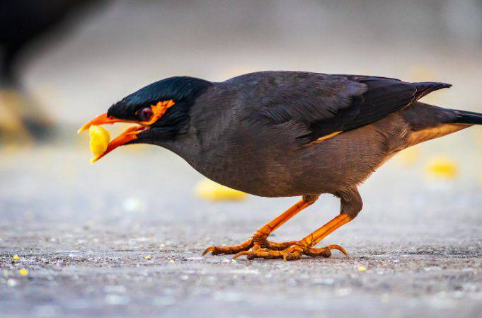 Il merlo indiano: caratteristiche, habitat e alimentazione