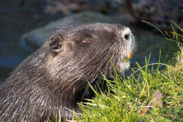 La nutria: le caratteristiche, l'habitat e l'alimentazione