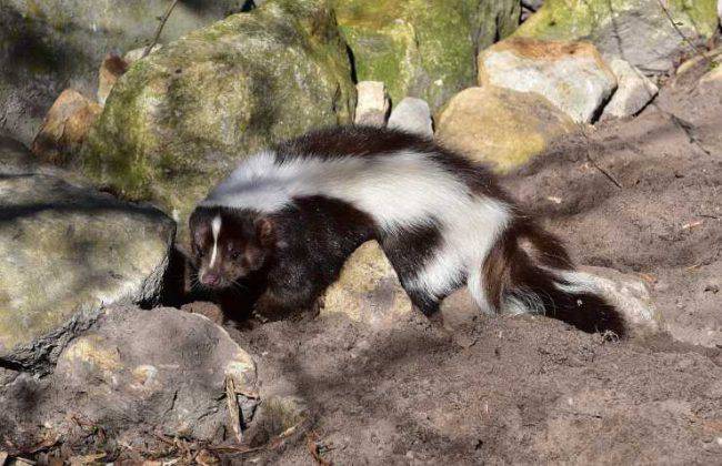 I mustelidi presenti in Italia: caratteristiche e curiosità
