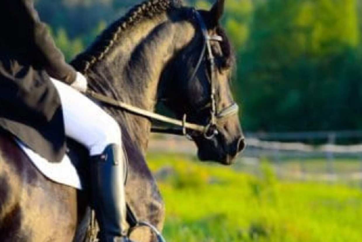Redini del cavallo e il loro utilizzo per una migliore intesa con cavaliere