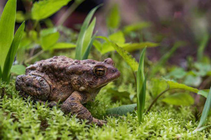 Quali sono gli anfibi: origine e classificazione della specie