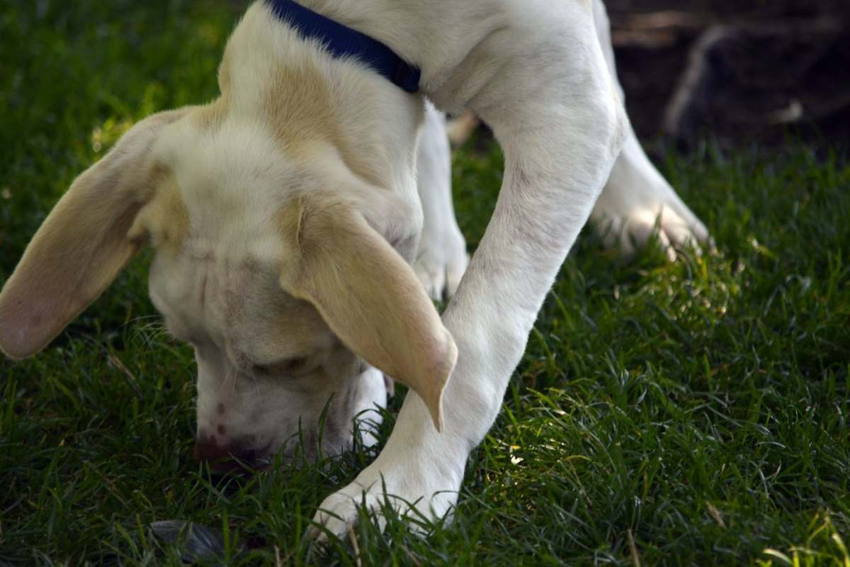 Le razze di cani dall'olfatto più potente: i segugi più bravi al mondo