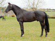 Cavallo trottatore: le principali razze del trotter in tutto il mondo