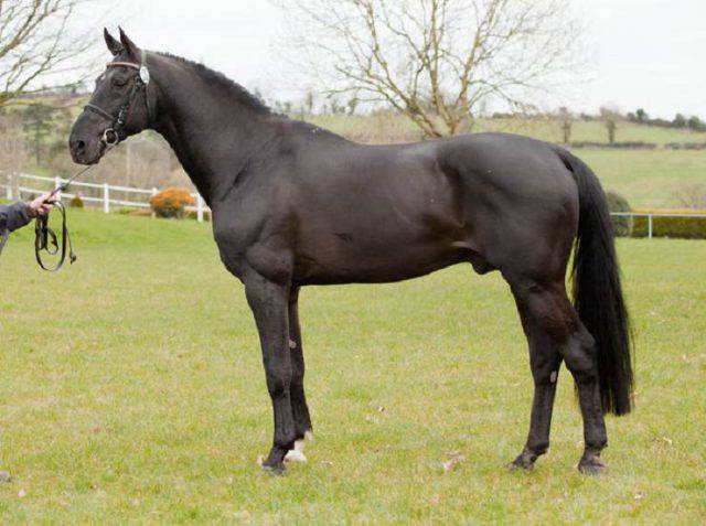 Cavallo trottatore: le principali razze del trotter in tutto il mondo