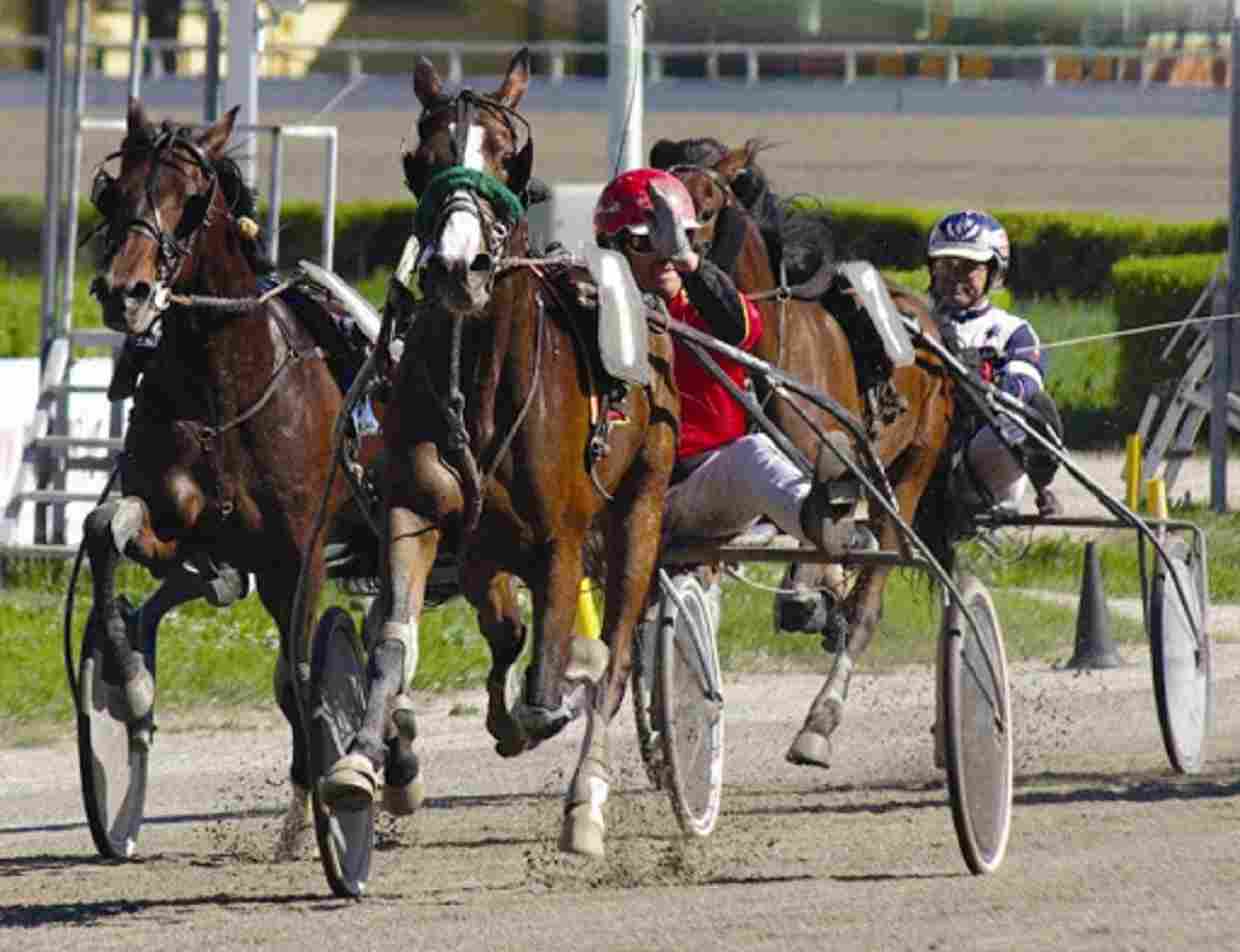 Cavallo trottatore: le principali razze del trotter in tutto il mondo