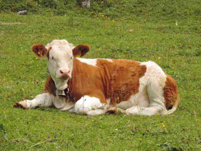 La mucca che gioca con la palla: il simpatico video fa il giro del web!