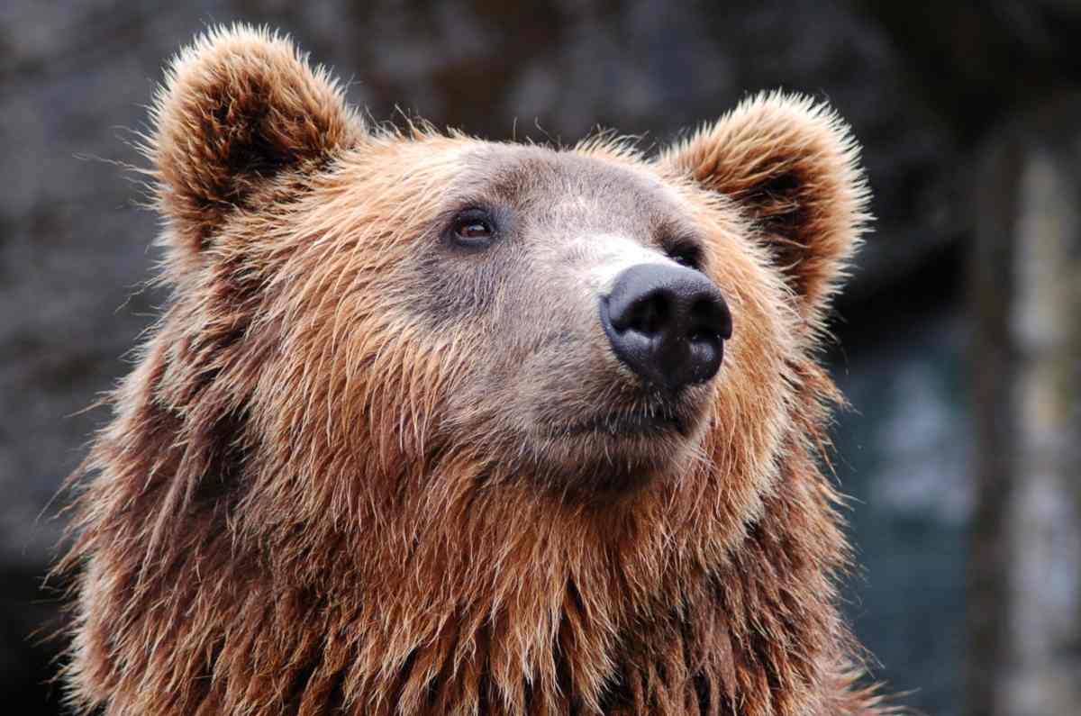 Simbologia dell’orso e significato di questo animale nella storia