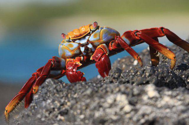 Il grapsus grapsus: un granchio delle Galapagos di nome Sally