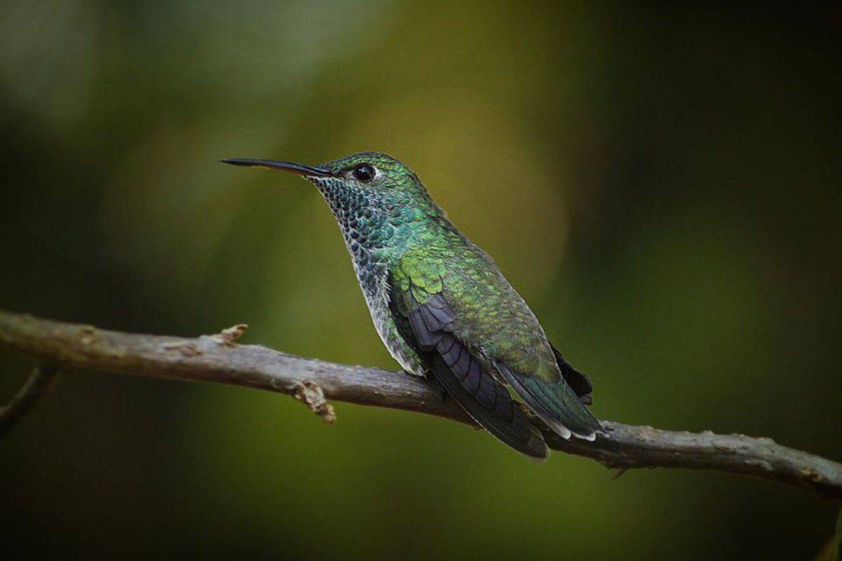 Una casa con tutti i comfort, il colibrì aggiunge anche il tetto al suo ...