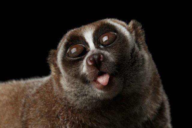 Loris Lento come animale domestico: rischi per la salute e contro la Legge