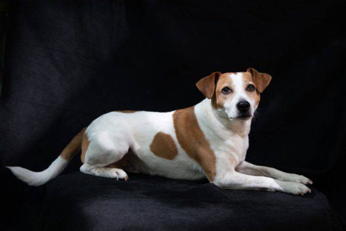 Dansk-svensk gardshund scheda razza cane da fattoria