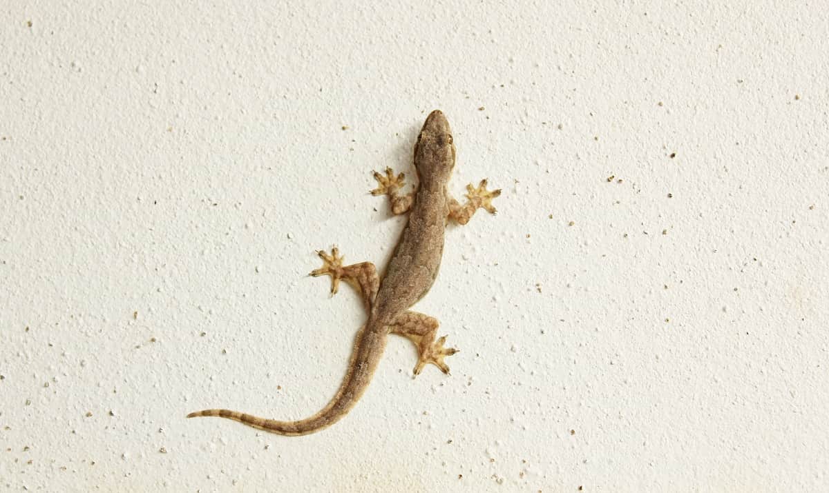 Geco in casa: rimedi semplici per allontanarlo senza ferirlo