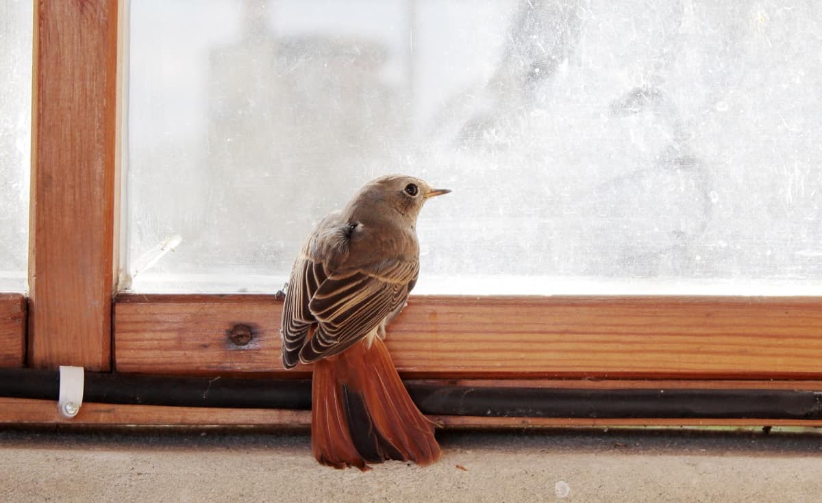 Uccellino in casa: farlo uscire senza ferirlo in 5 mosse