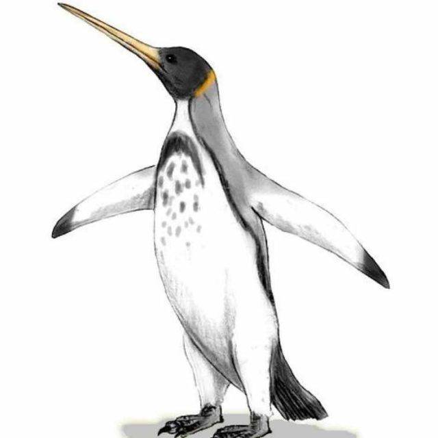 Icadyptes: l'antenato del pinguino che amava il clima caldo