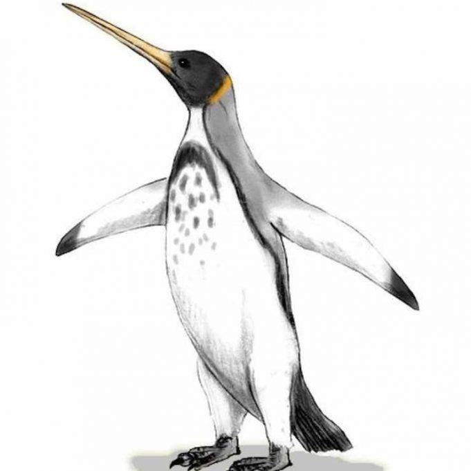 Icadyptes: l'antenato del pinguino che amava il clima caldo