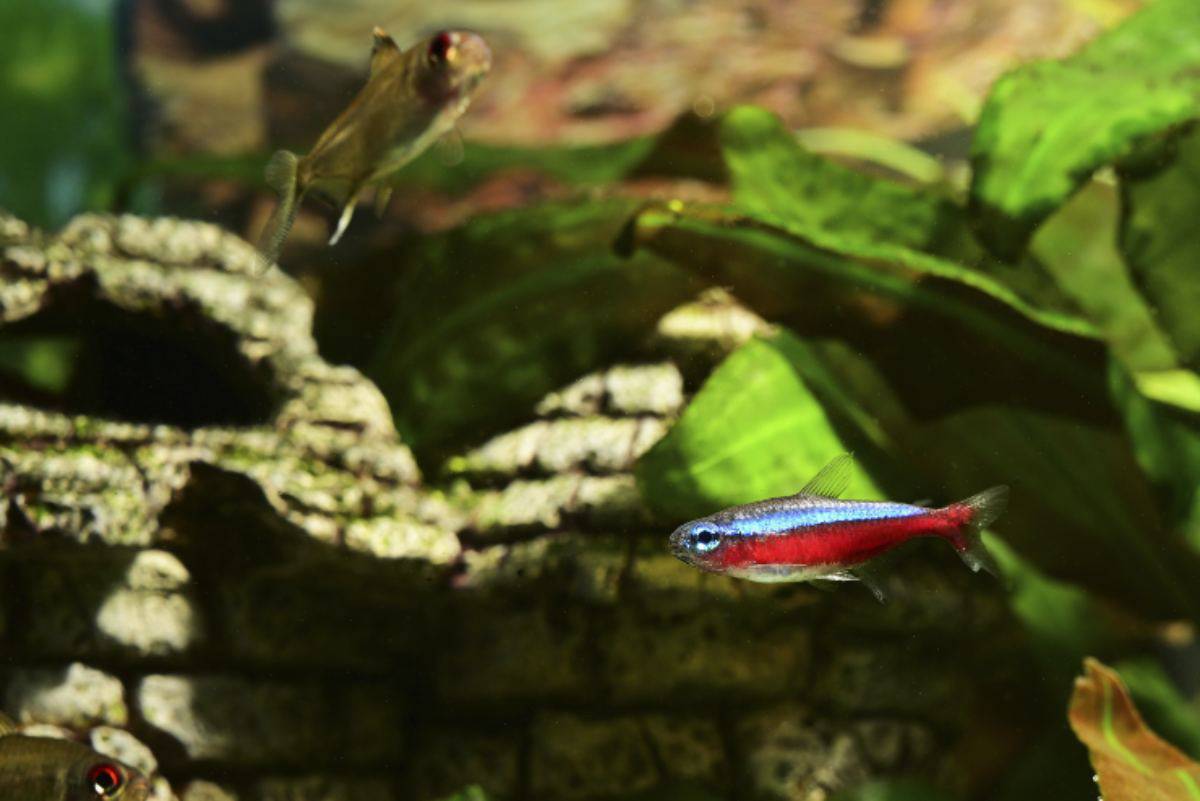 Paracheirodon axelrodi o pesce cardinale: il pesce d'acquario più popolare